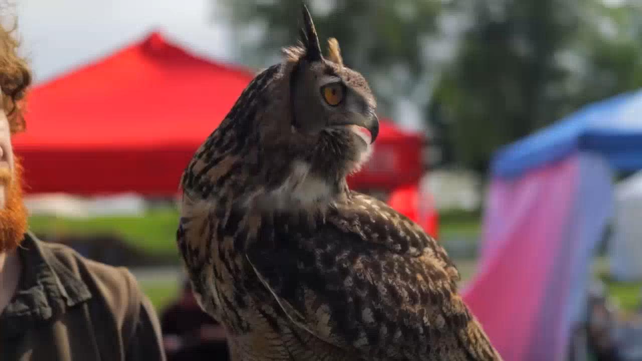 Faires.ca - Medieval and Renaissance Faires in Ontario